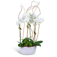 Fifth Avenue Triple Orchid