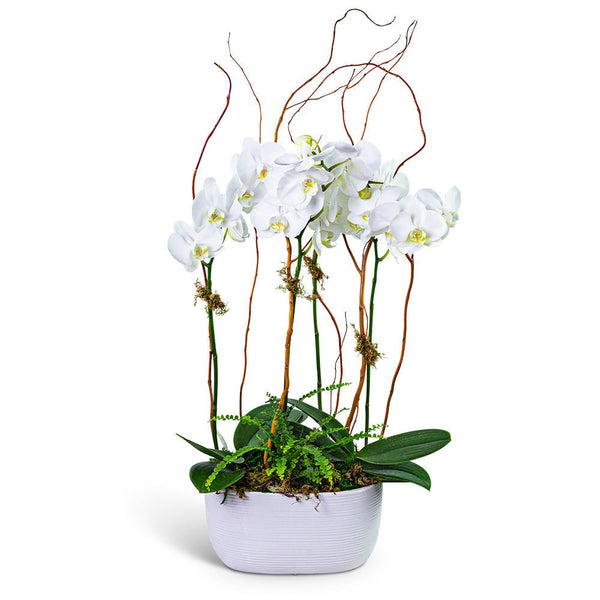 Fifth Avenue Triple Orchid